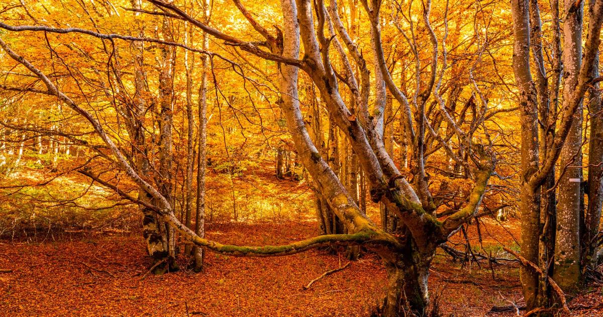 Le bel automne des forêts du Vercors | Inspiration Vercors